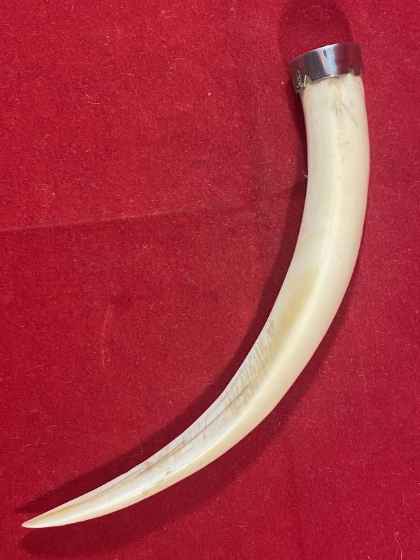 BOAS Militaria | Impressive Vintage South African 6” Boar’s Tusk